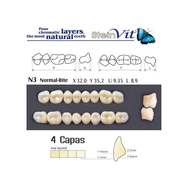 Dientes Acrílicos SteinVit Superiores Color C2 de New Stetic