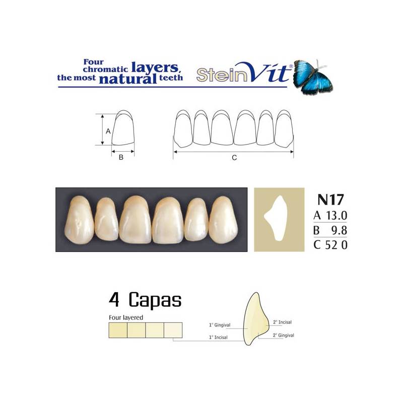 Dientes Acrílicos SteinVit Superiores Color C3 de New Stetic